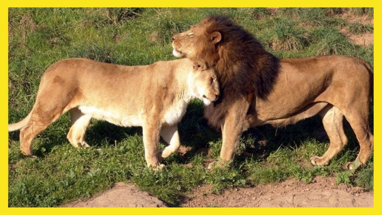 COMO É A VIDA E A REPRODUÇÃO DOS LEÕES - YouTube