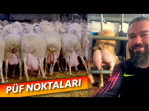 YÜKSEK KAZANÇLI SÜT KOYUNCULUĞU
