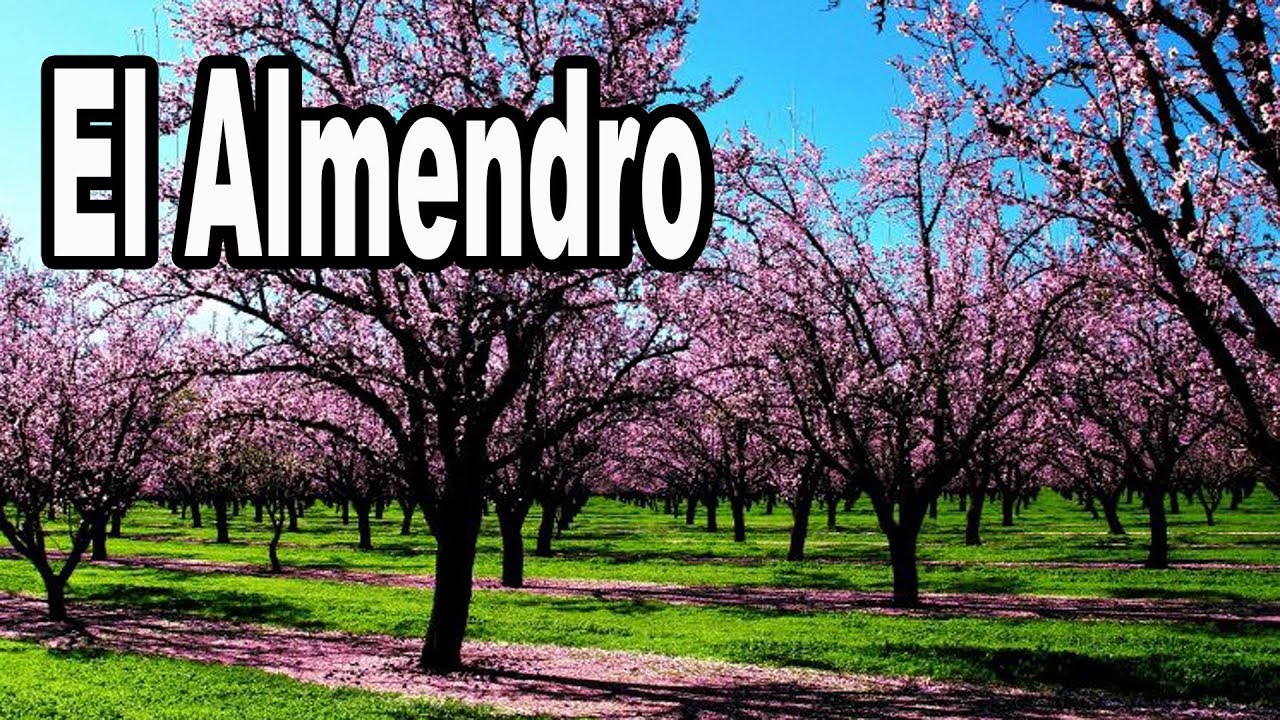 El Almendro y Sus Cuidados - YouTube