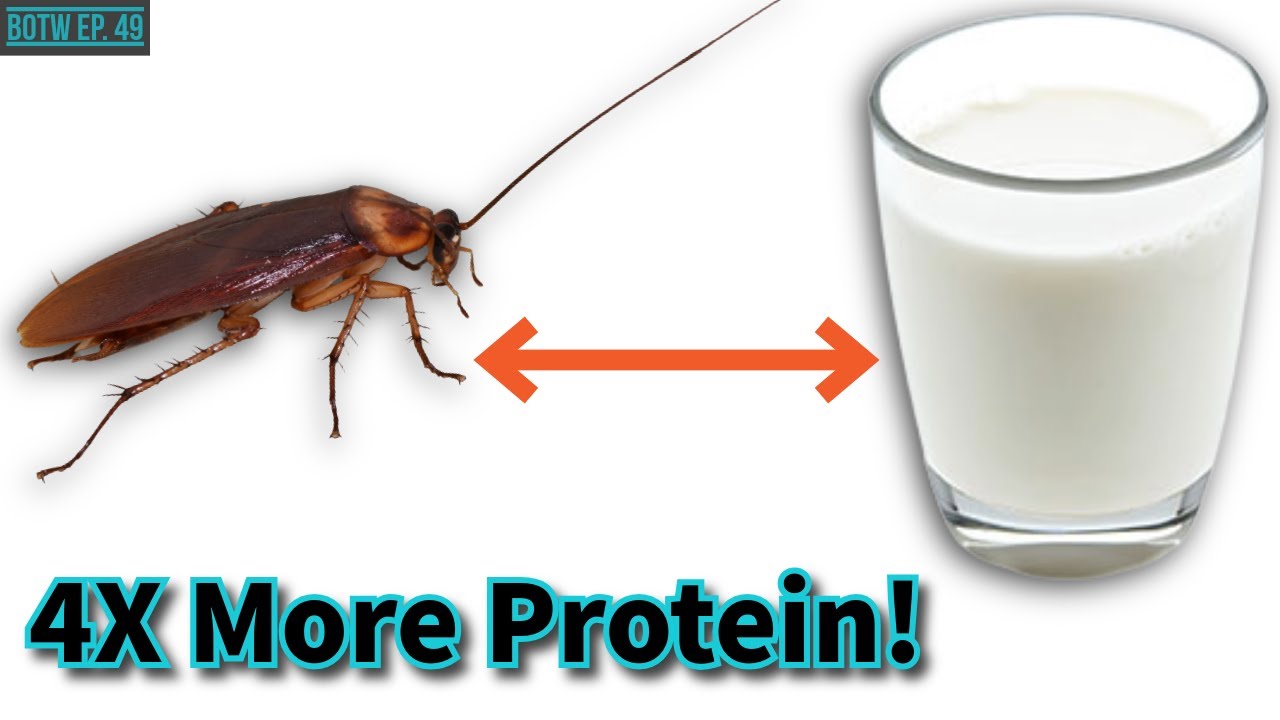 Cockroaches Make Milk... | Cockroaches & Termites (Blattodea) | BOTW Ep ...