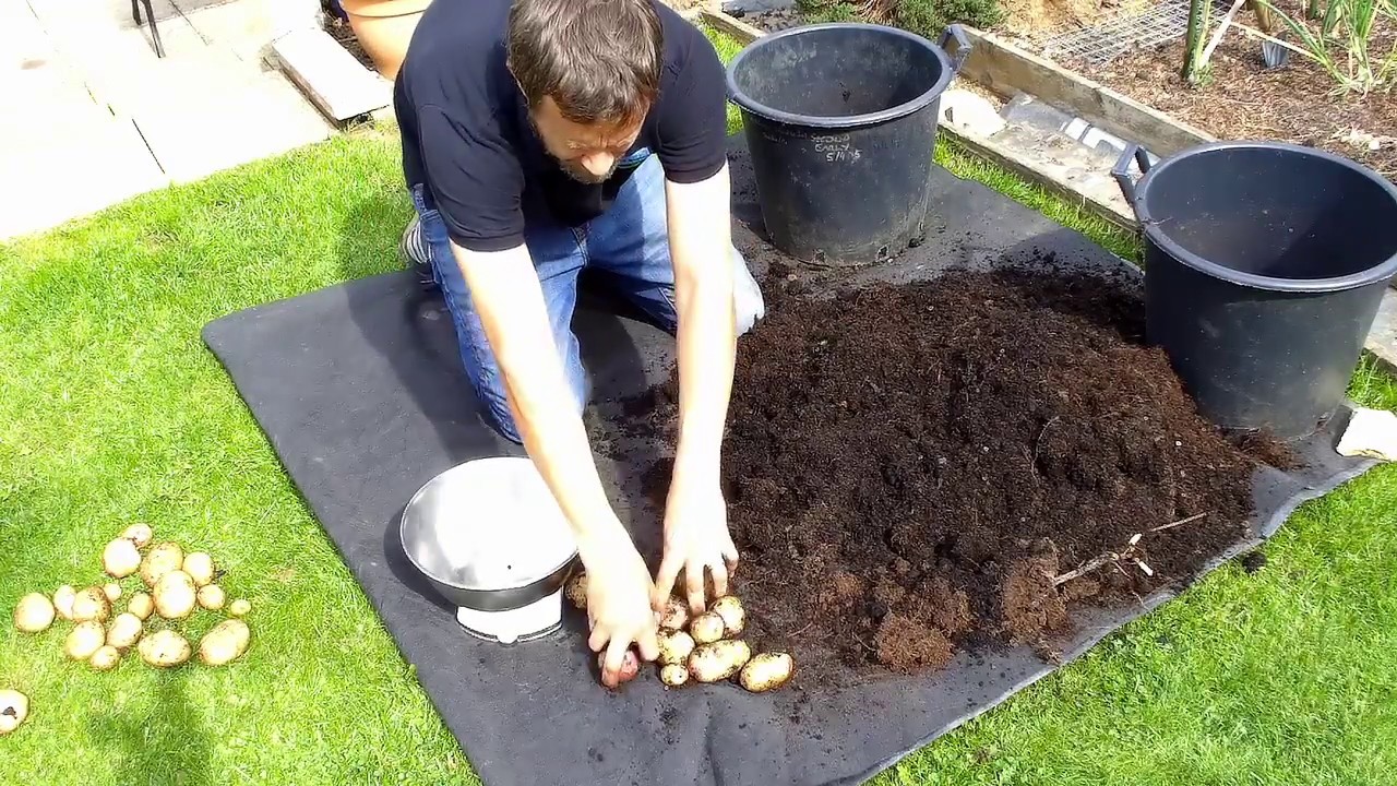 Petes Back Garden - Potato Reveal & Garden tour - YouTube