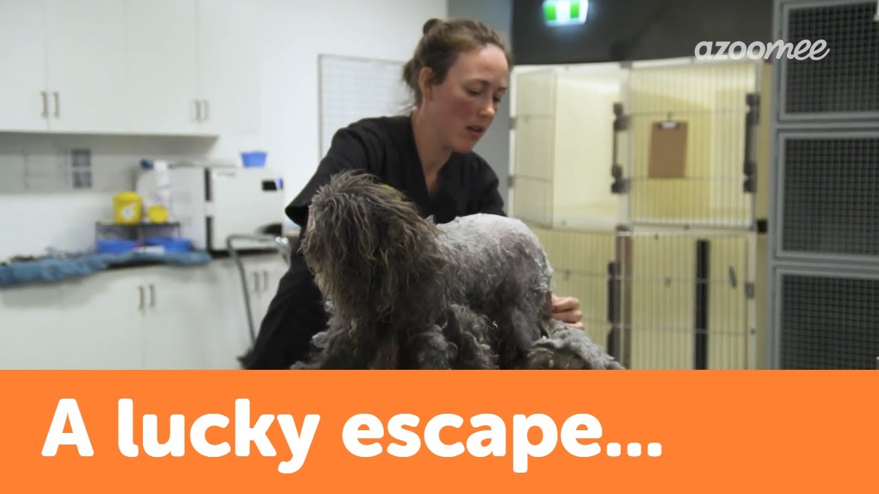 Every animal deserves a second chance! 💝😇 | The Pet Rescuers | Da Vinci ...