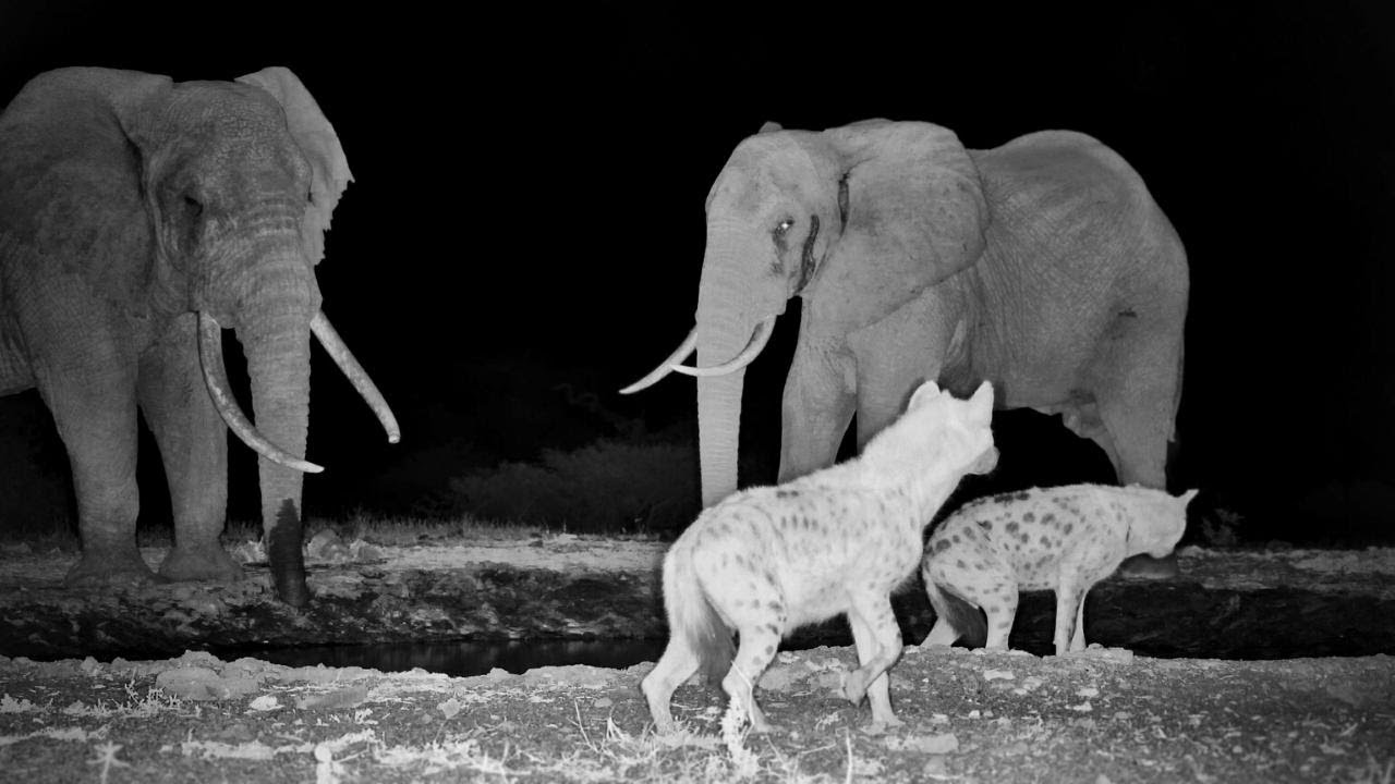 Hyenas And Elephants Together At The Waterhole - YouTube