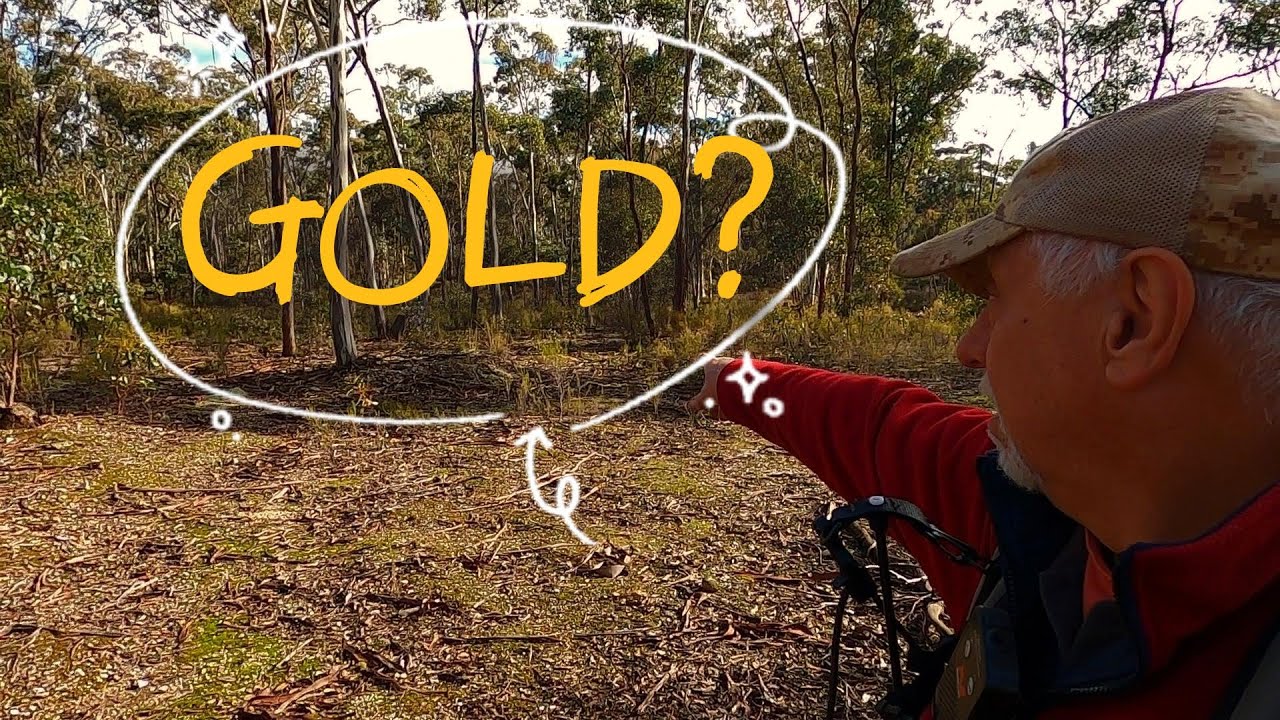 Gold prospecting in Muckleford Victoria on a raked and cleared patch ...