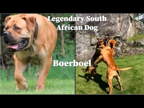 Born To be a Fighter-Boerboel Dog from South Africa - YouTube