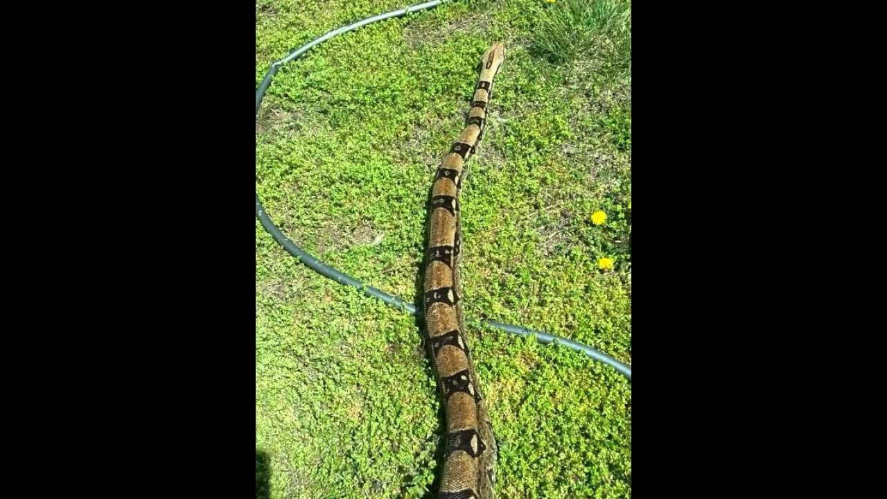 Giant 10 foot red tail boa constrictor goes for swim - YouTube
