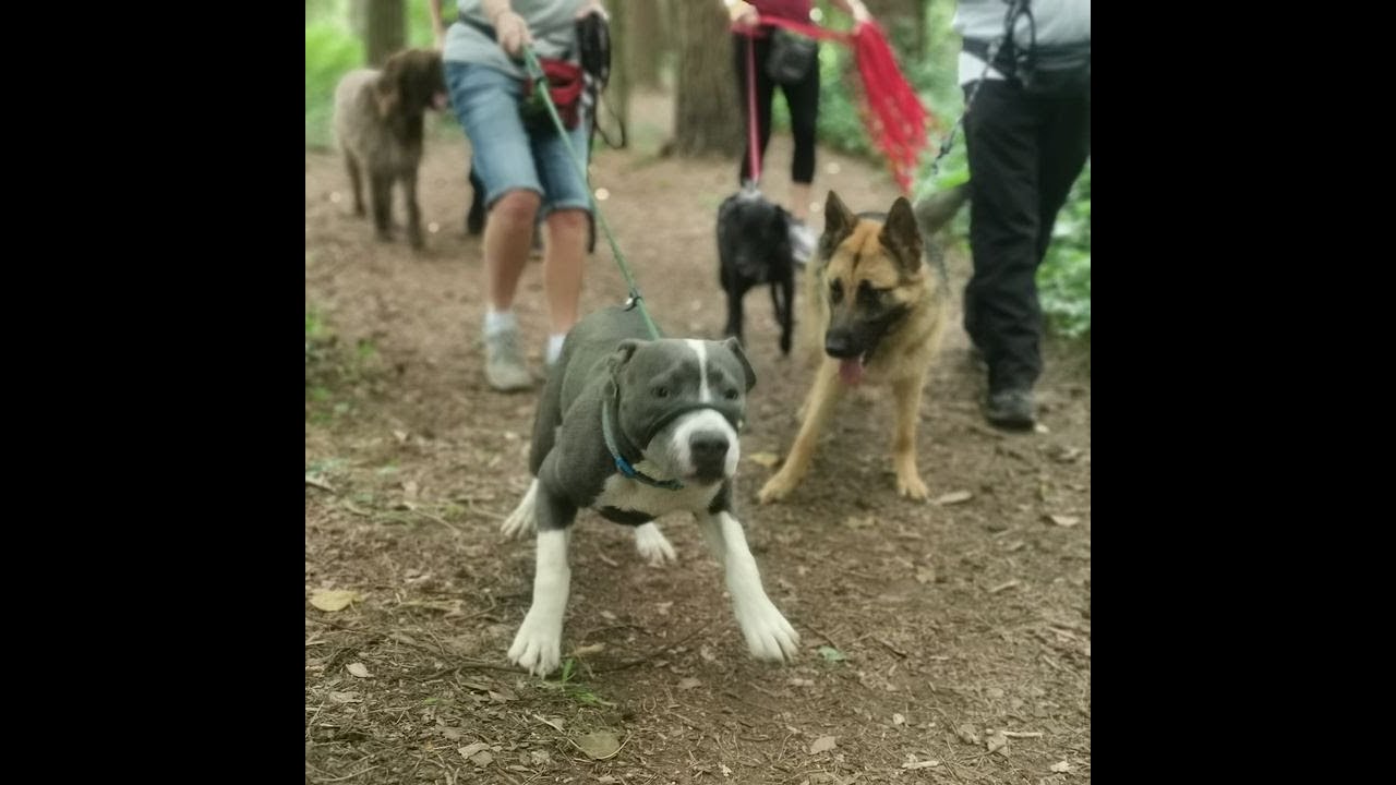 Dog Training Education SD 480p - YouTube