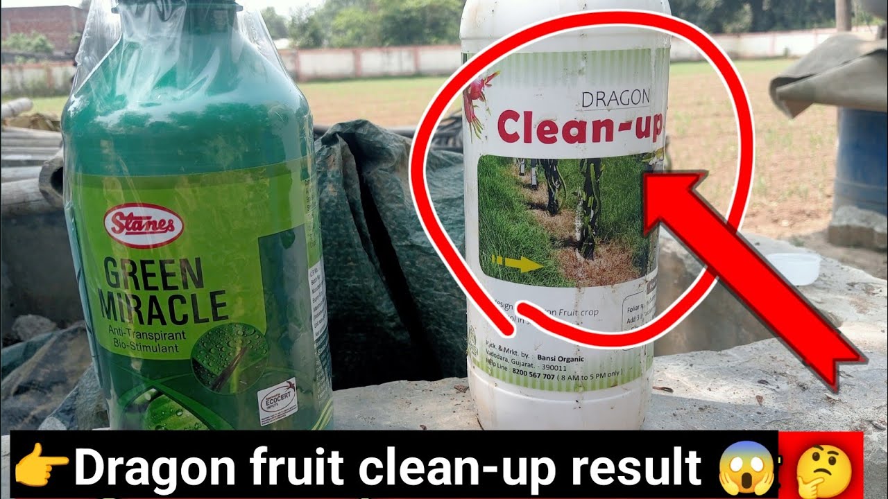 Dragon fruit clean-up result 😱#bestdragonfruit - YouTube