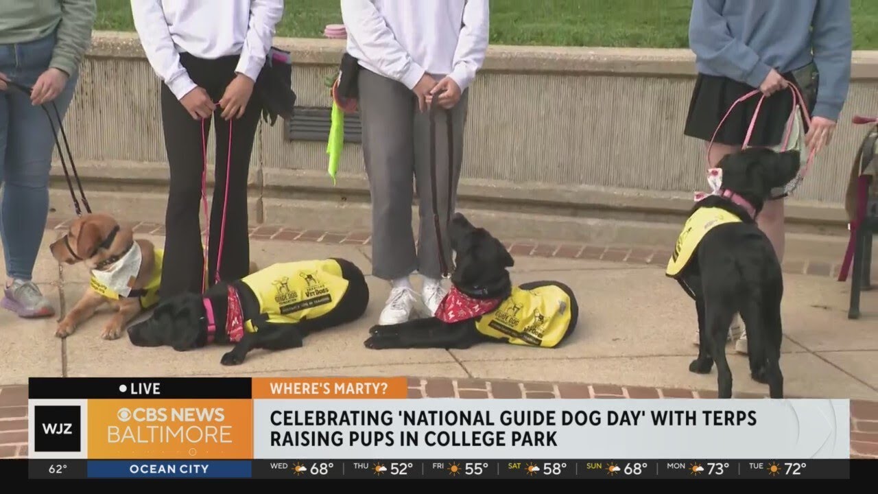 You can celebrate National Guide Dog Day by helping raise them! Here's ...