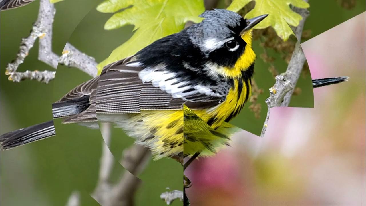 Magnolia Warbler: Small songbird; black mask; yellow breast with black ...
