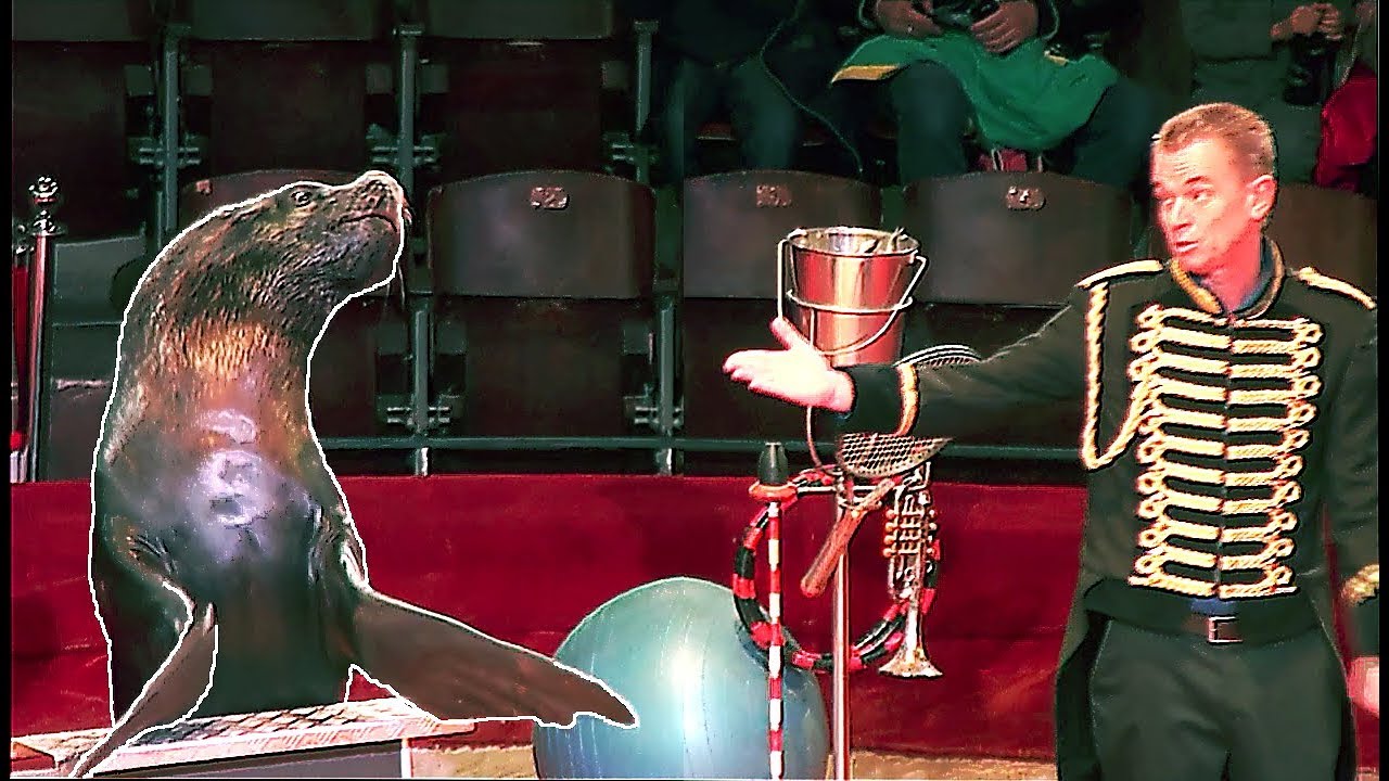 Circus. Seals. Amazing !!! Цирк. Шоу Морские котики. - YouTube