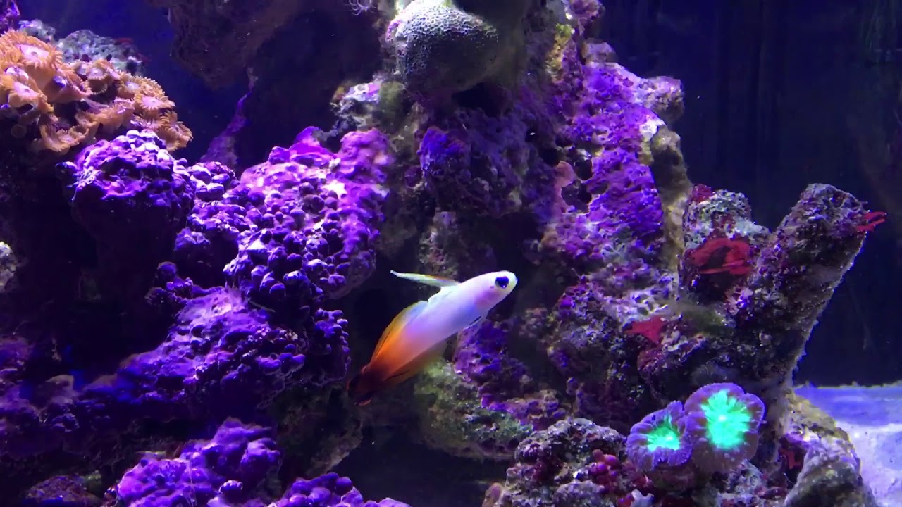 Reef Complete - YouTube