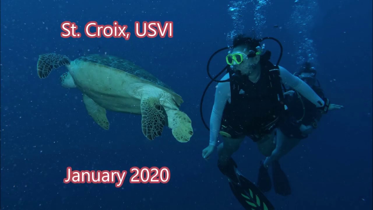 Diving in St. Croix USVI 2020 - YouTube