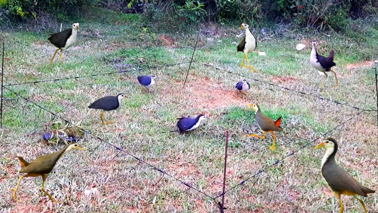 Excellent Bird Hunting | Amazing Bird Trap | Easy Way To Hunt Birds ...