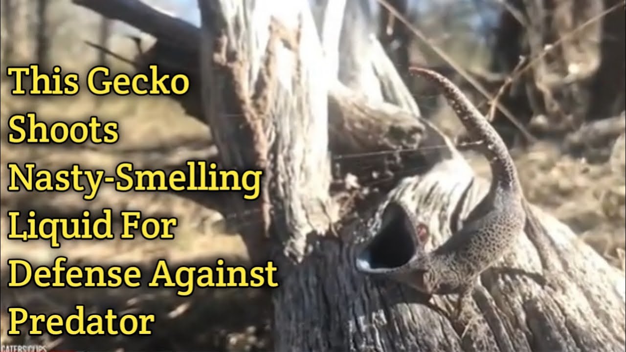 Golden-Tailed Gecko|| The Geckos that has Weird Defense Mechanism - YouTube