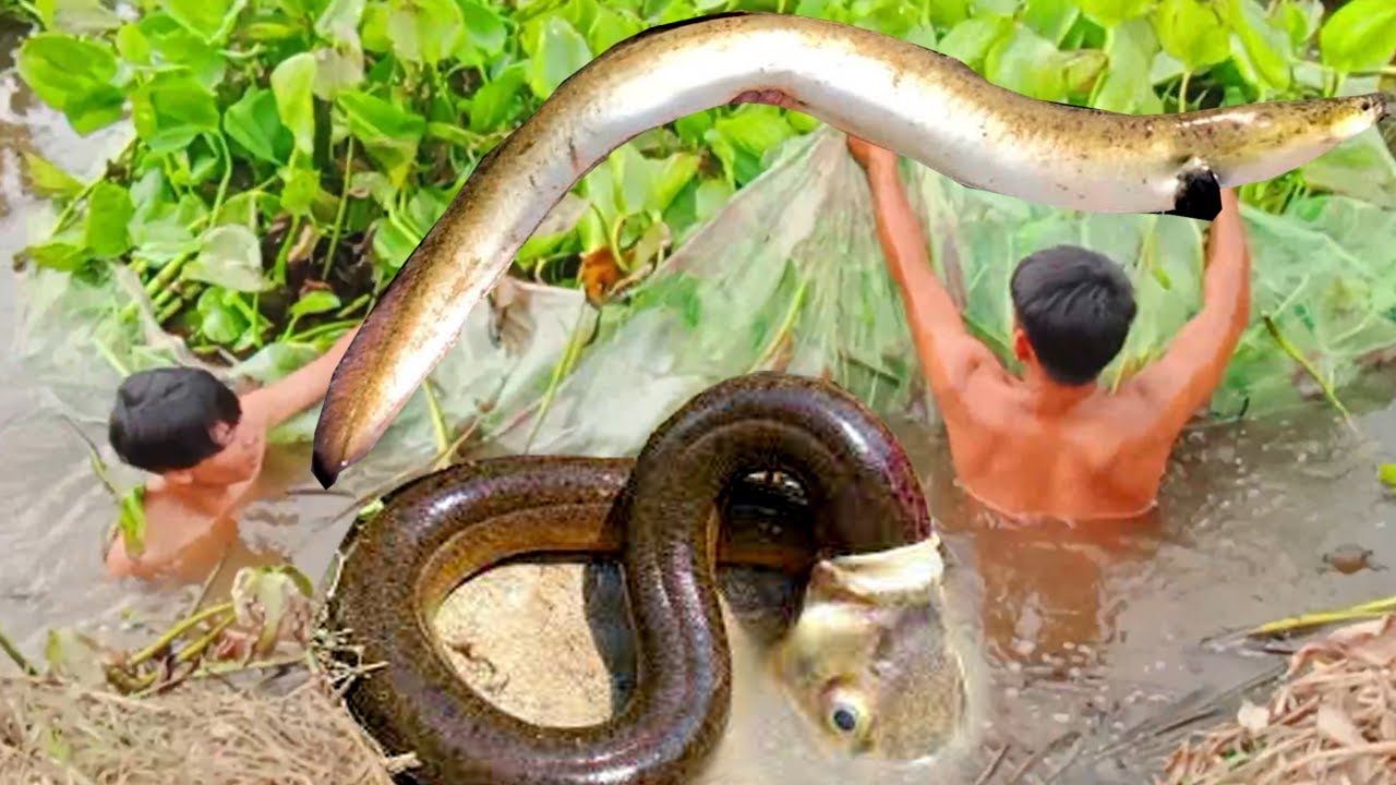 How To Fishing At Field By Using Original Net, Catching Fish - YouTube