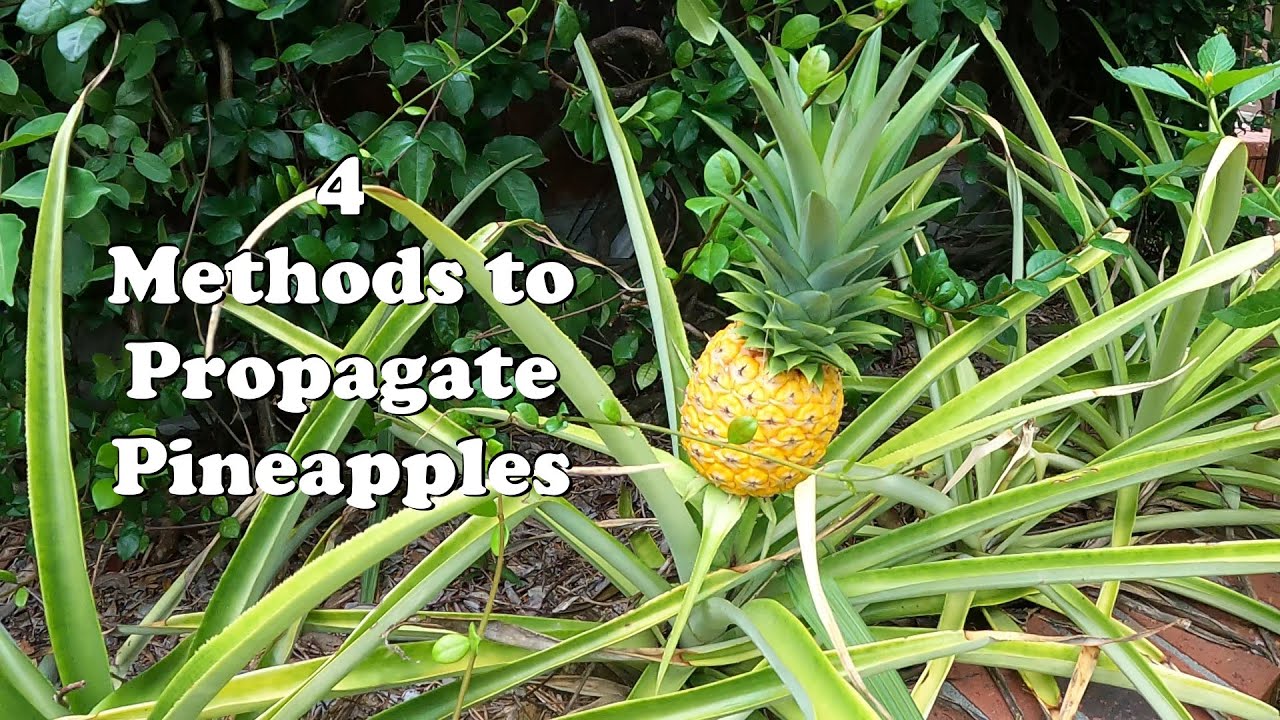 Four Methods to Propagate Pineapples - YouTube