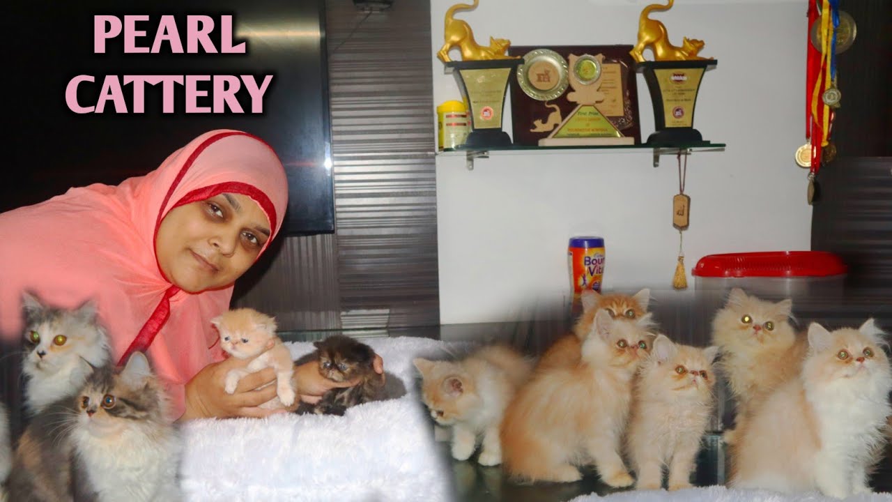 Extreme Quality Persian Kittens Booking Open At Pearl Cattery - YouTube