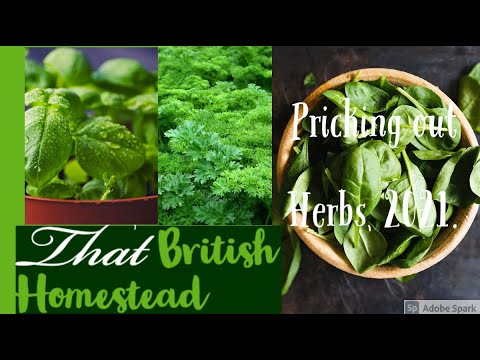 herbs pricking out - YouTube