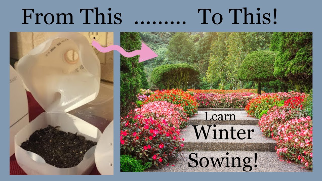 The Winter Sowing Method! Do you want tons of seedlings sprouting in ...