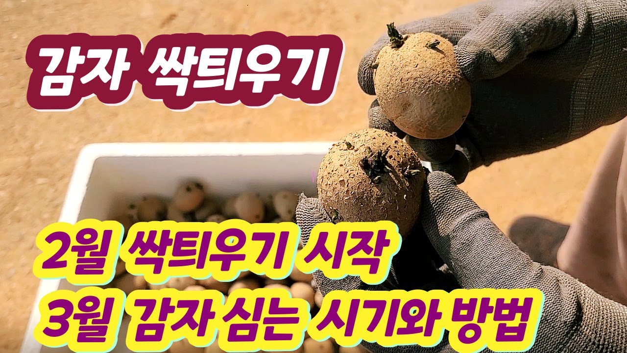 감자 싹틔우기 시작합니다 3월에 심는 감자 2월에 싹틔우기와 감자 심는 시기와 방법 알아봅니다 Youtube