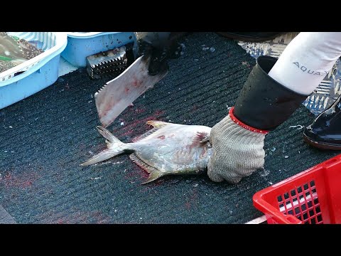 Fish still alive after being gutted. Cutting Live Pomfret at seafood ...