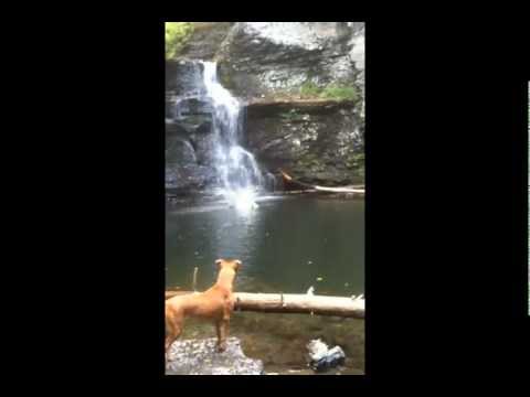 INSANE CLIFF DIVING GAINER - PA (Adams Creek 40ft) - YouTube