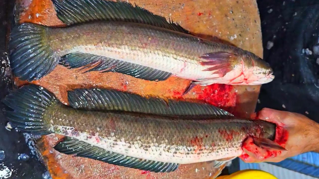 murrel korameen കണ്ണൻ varal sol machi!! sagar fish hoodi Bangalore ...