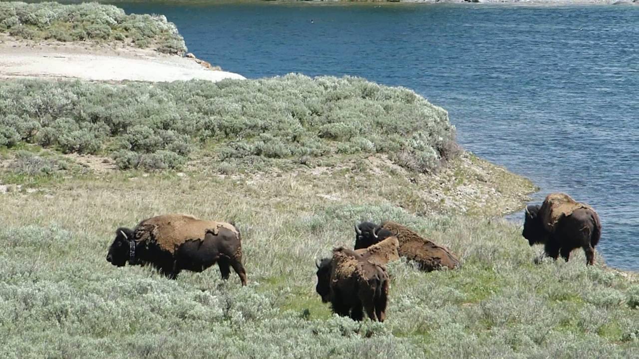 Herd of Bison Near Yellowstone River (1) - YouTube