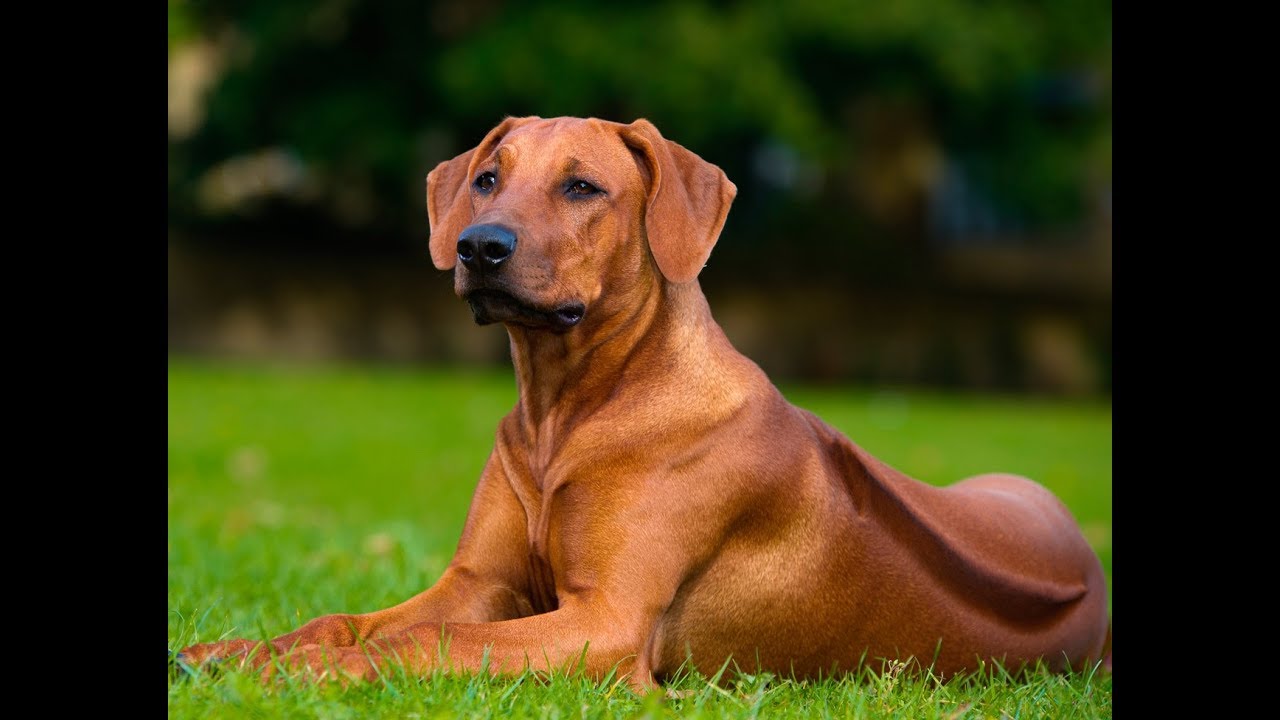 DICAS DE COMO CUIDAR DE UM RODESIANO DE CRISTA DORSAL ou LEÃO DA ...