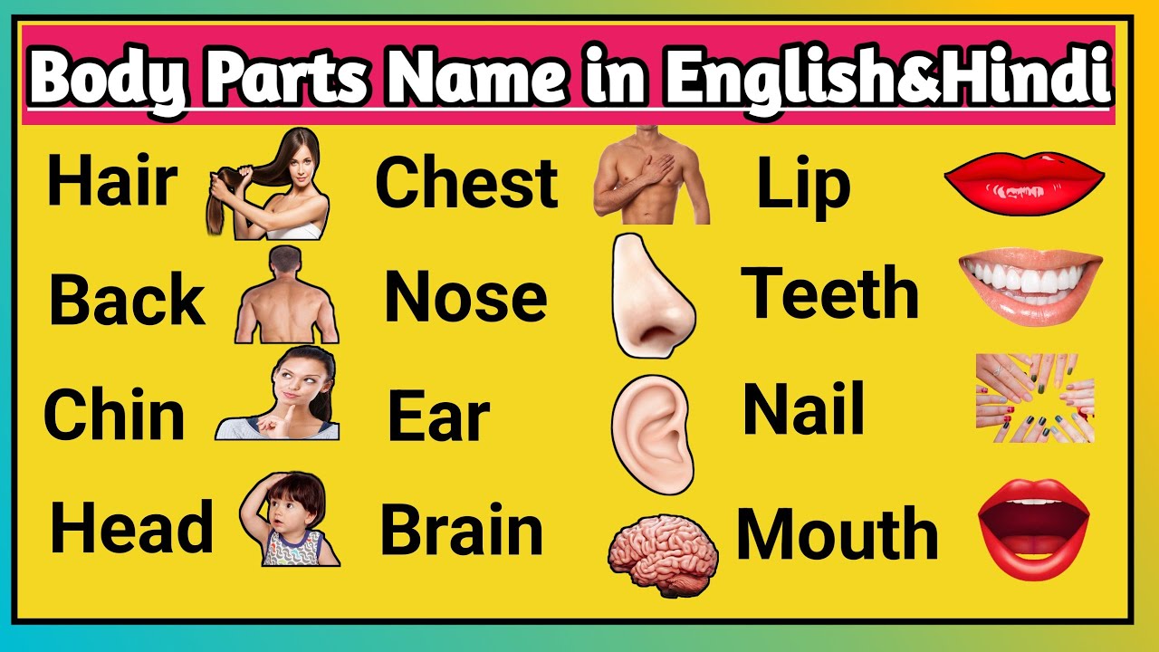 human body parts|| body parts||human body||body parts name - YouTube