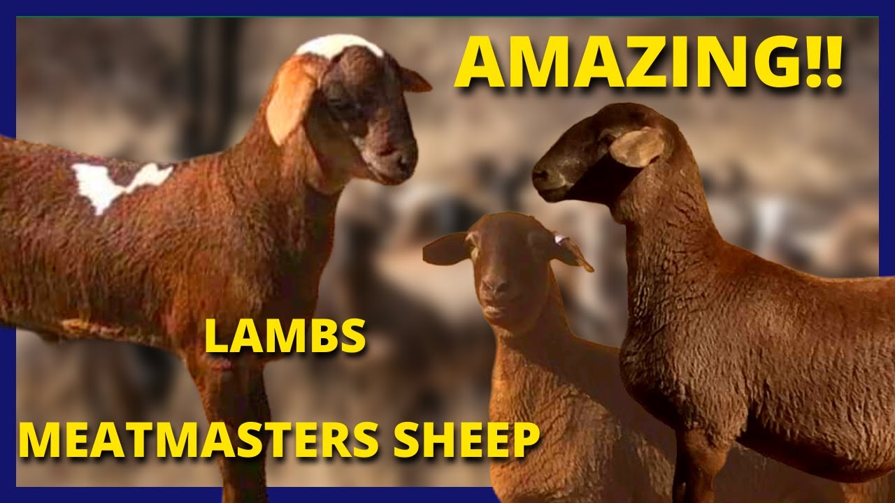 🔵 INCREDIBLE! High quality lambs! B3 Genetics - Lamb Meatmasters sheep ...