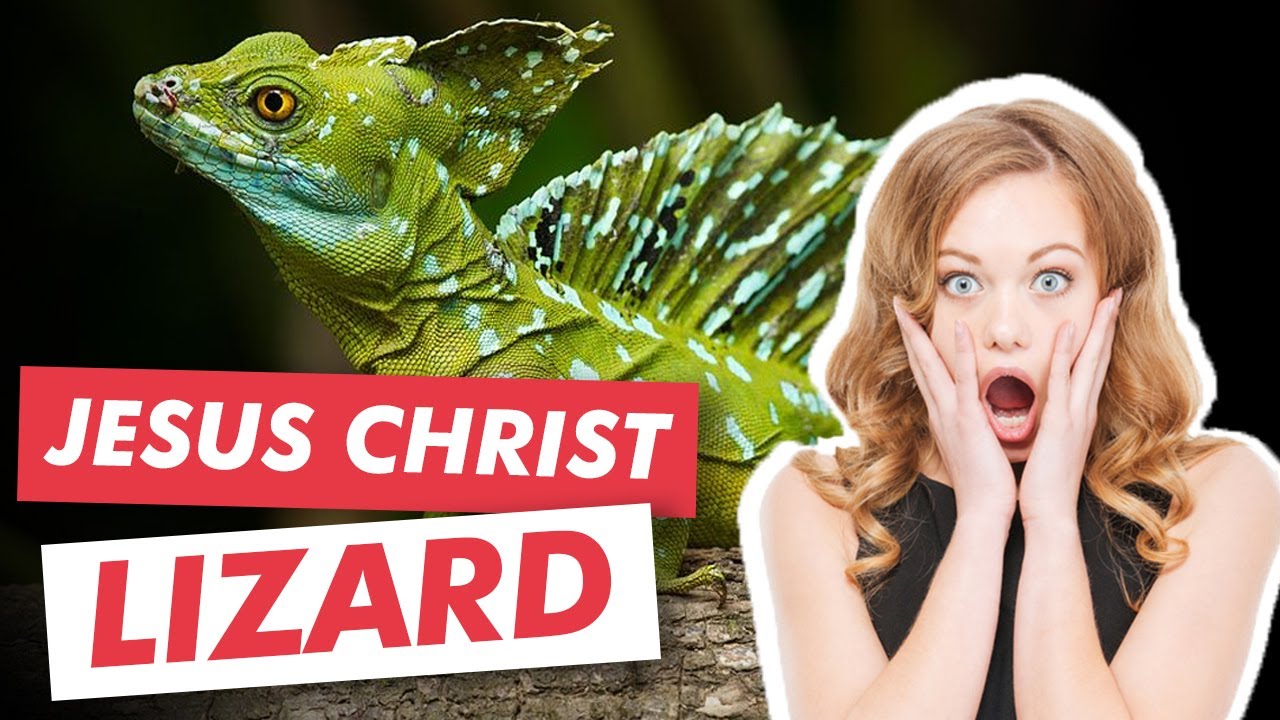 Jesus Christ Lizard | That Can Walk On Water | Basilisk Lizard facts - YouTube