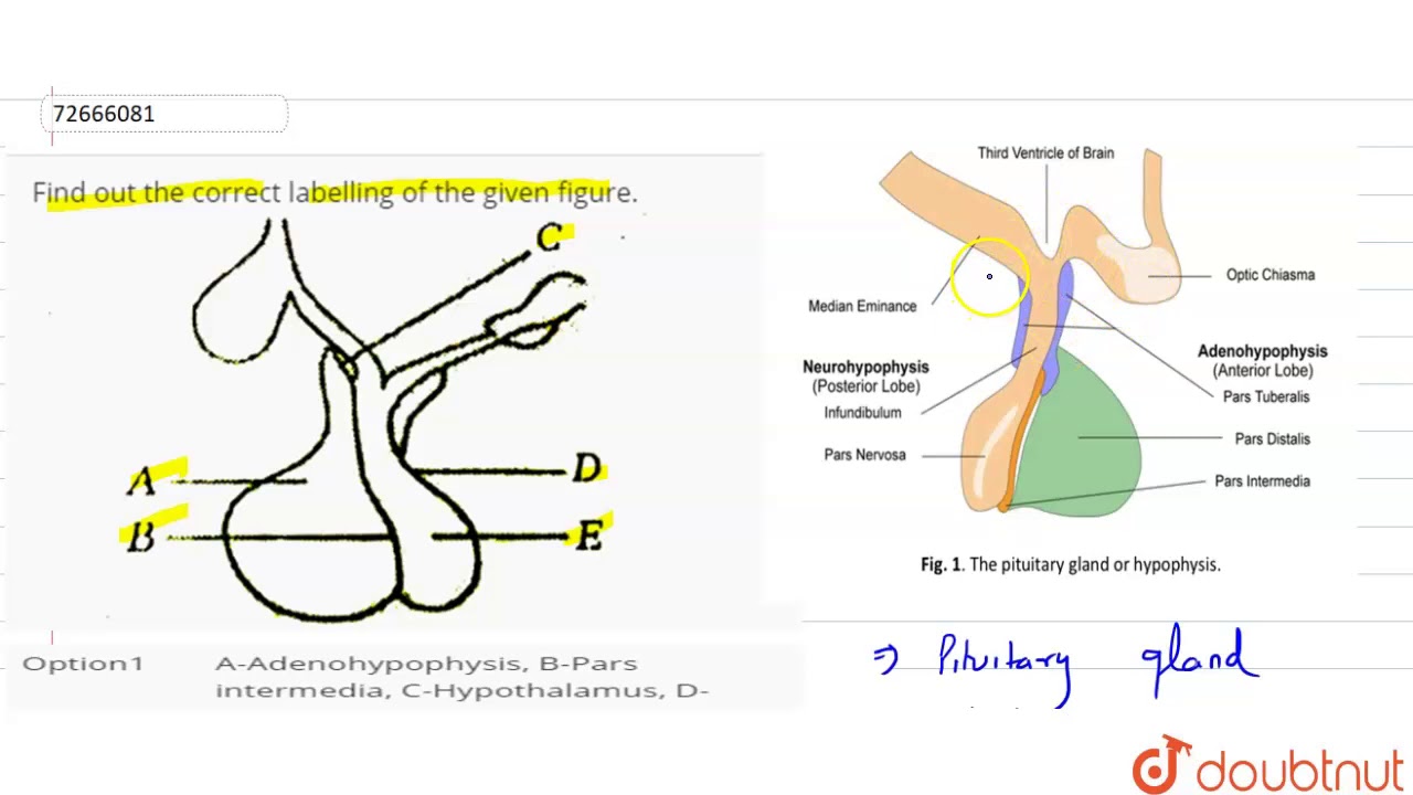 Find out the correct labelling of the given figure. - YouTube