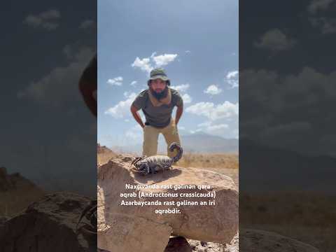 Naxçıvanda rast gəlinən qara əqrəb (Androctonus crassicauda) Azərbaycanda rast gəlinən ən iri əqrəb