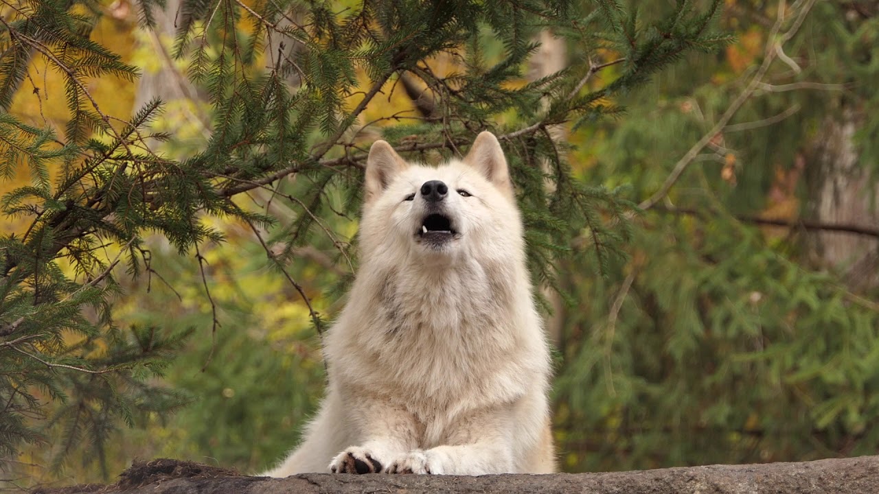 Nikai's Howl Inspires Red Wolves to Join In - YouTube