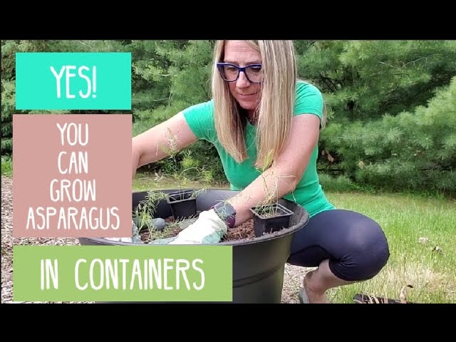 Build A Box For Growing Asparagus
