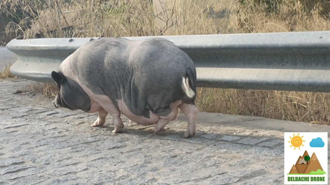 CERDA EMBARAZADA EN LOS MONTES DE MÁLAGA - YouTube
