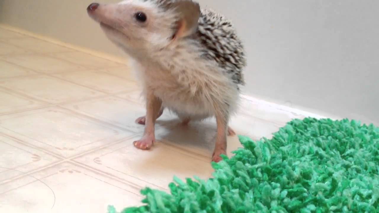 Pickles the hedgehog - YouTube
