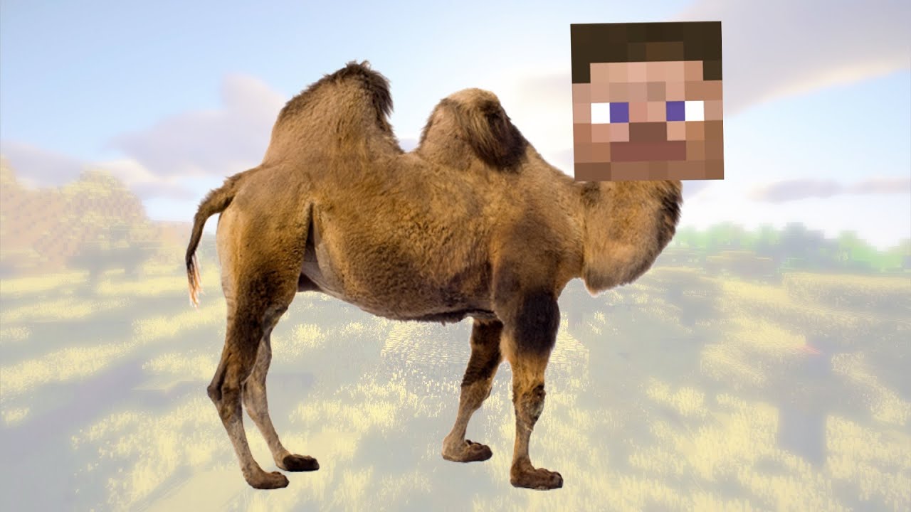 Minecraft: Steve + CAMAL = ??? Minecraft + CAMAL Minecraft animations ...