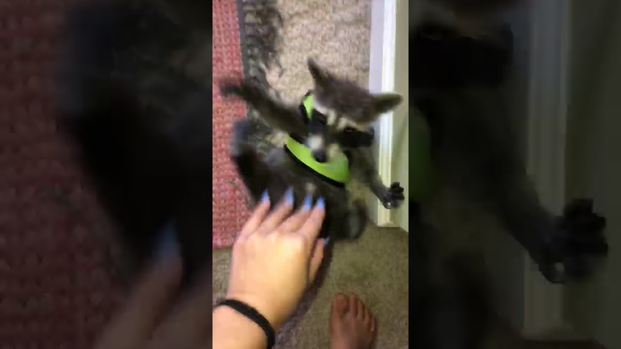 Adorable pet raccoon wearing a harness. - YouTube