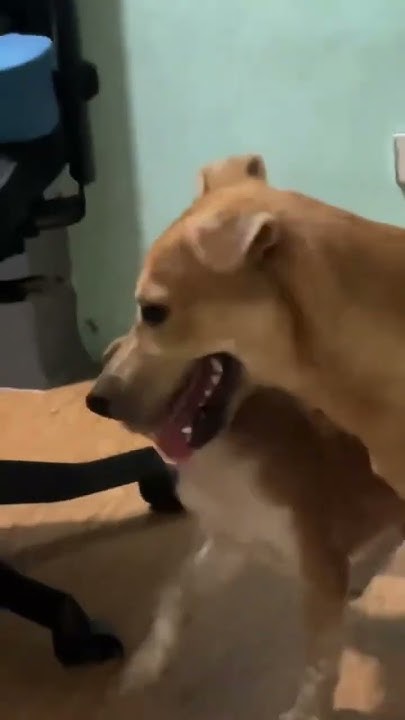 Aba! Nagrequest pa nga! #dex #pogi #doggo - YouTube