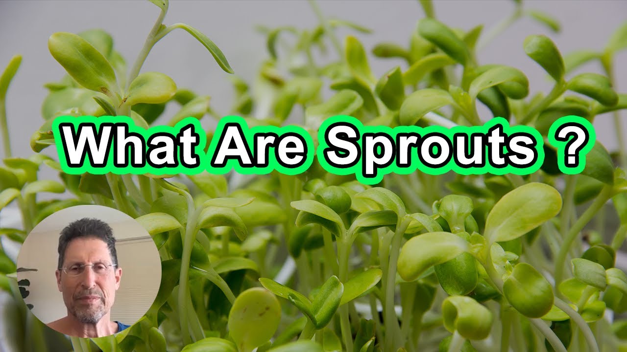 What Are Sprouts And Why You Should Care? - Doug Evans - YouTube