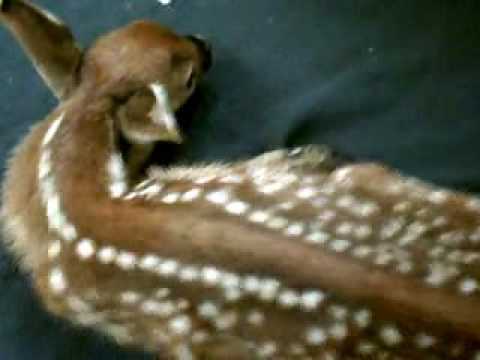 SICK INJURED FAWN (SAD ENDING) - YouTube