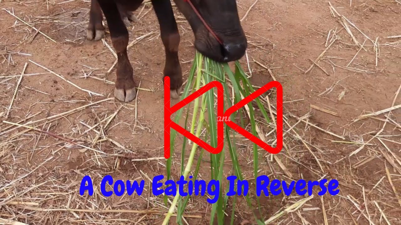 A Cow is Eating in Reverse/Amazing Video/Anytime Reverse - YouTube