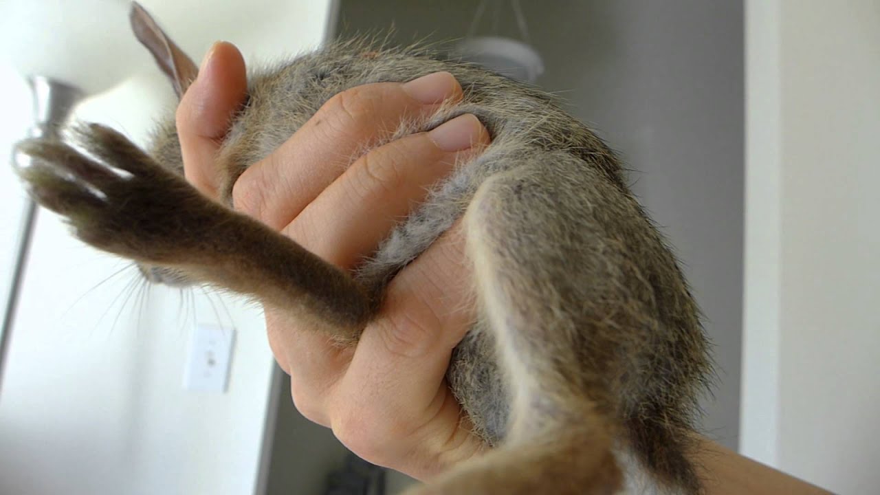 Wild Baby Bunny - 1 Month old - YouTube
