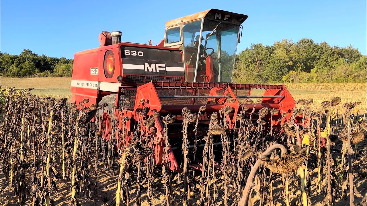 Moisson de tournesol 2022 MF 530 - YouTube