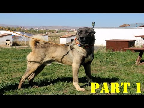 İzlemekten Zevk Alacağınız Kangal Köpekleri PART 1