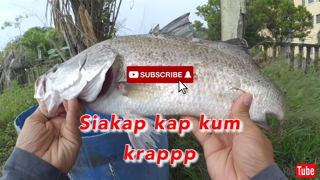 02 MANCING SIAKAP DI KOLAM SUNGAI SEMBILANG JERAM SELANGOR - YouTube