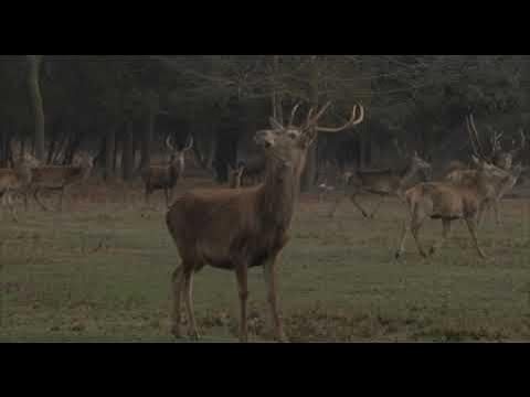 Operazione cervo italico, da Mesola alla Calabria per salvare la specie ...